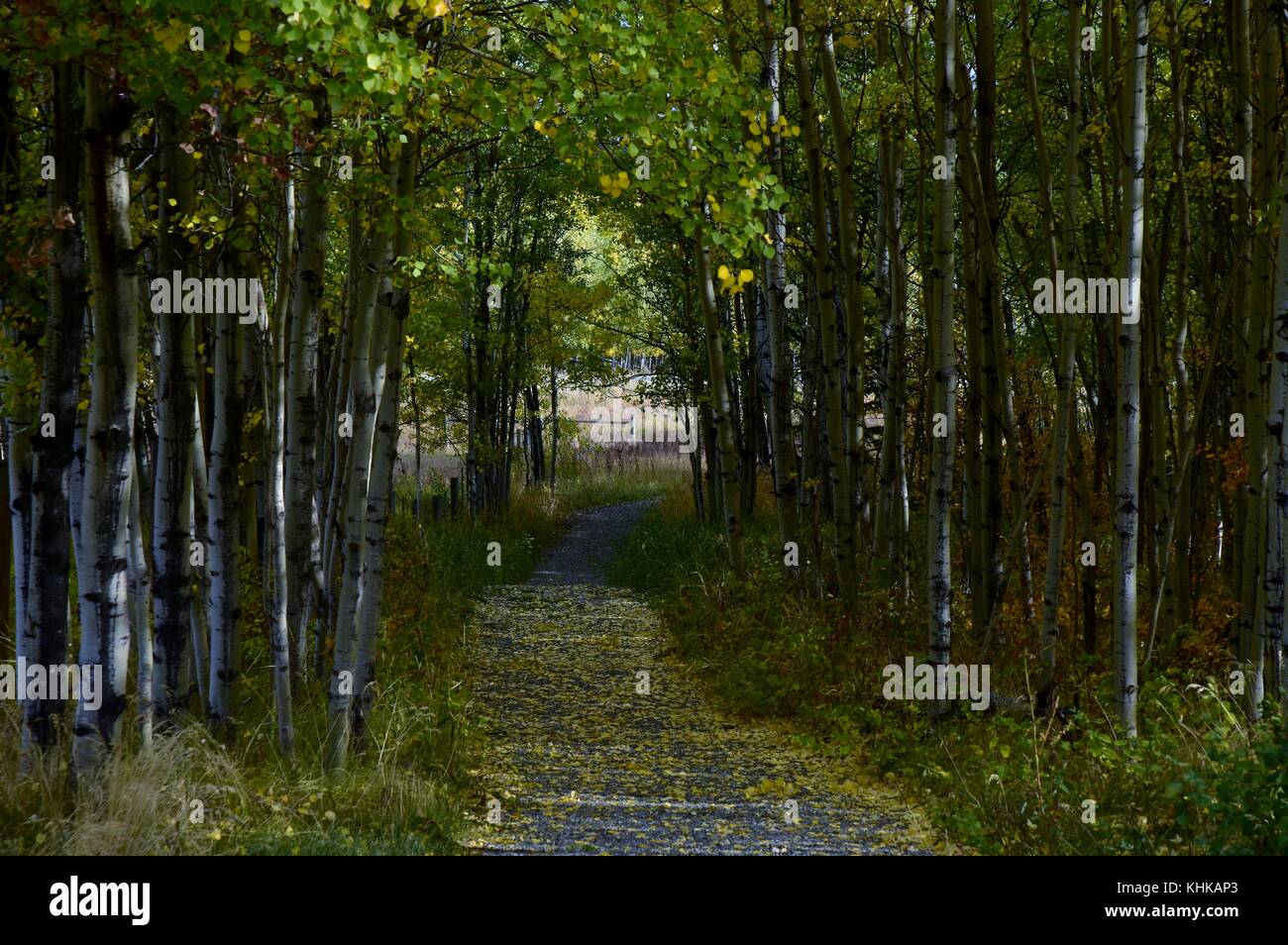 Quiet Country Path Stock Photo - Alamy
