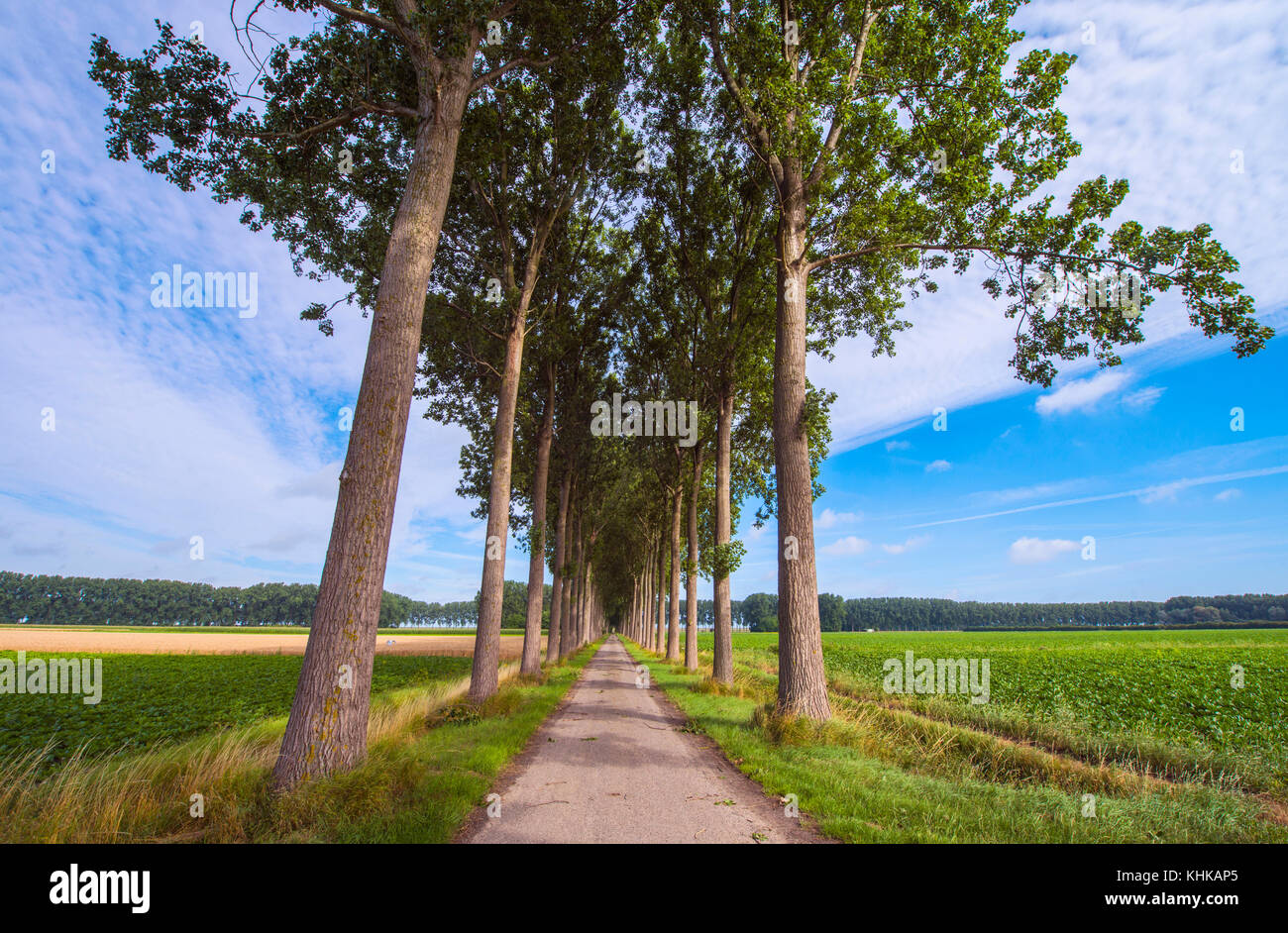 Gray Poplar (Populus canescens) trees along path on reclaimed polder ...