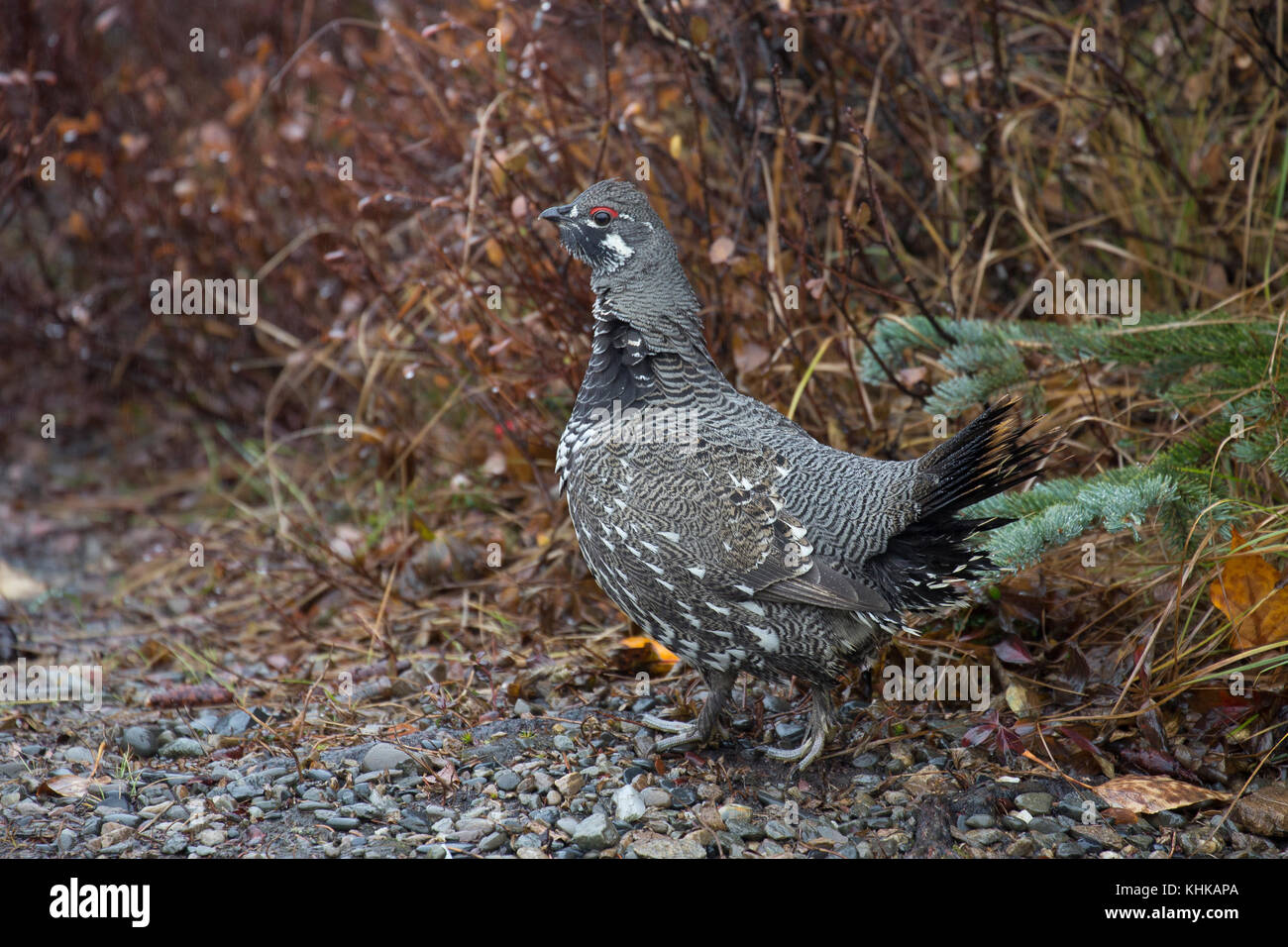 Spruce Grouse (Falcipennis canadensis) male, Denali National Park ...