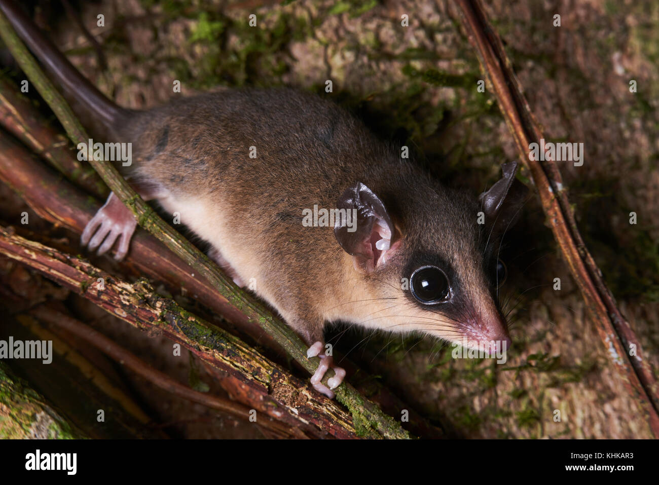 Mouse Opossum (Marmosa sp), Yasuni National Park, Ecuador Stock Photo ...