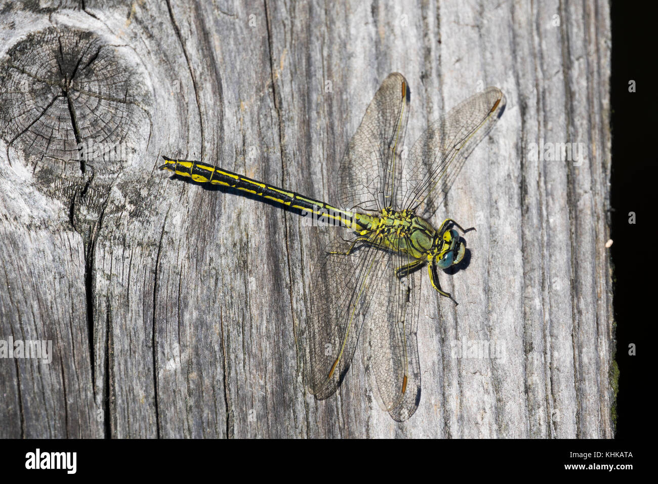 Yellow-legged Clubtail (Gomphus pulchellus) male dragonfly, Upper ...