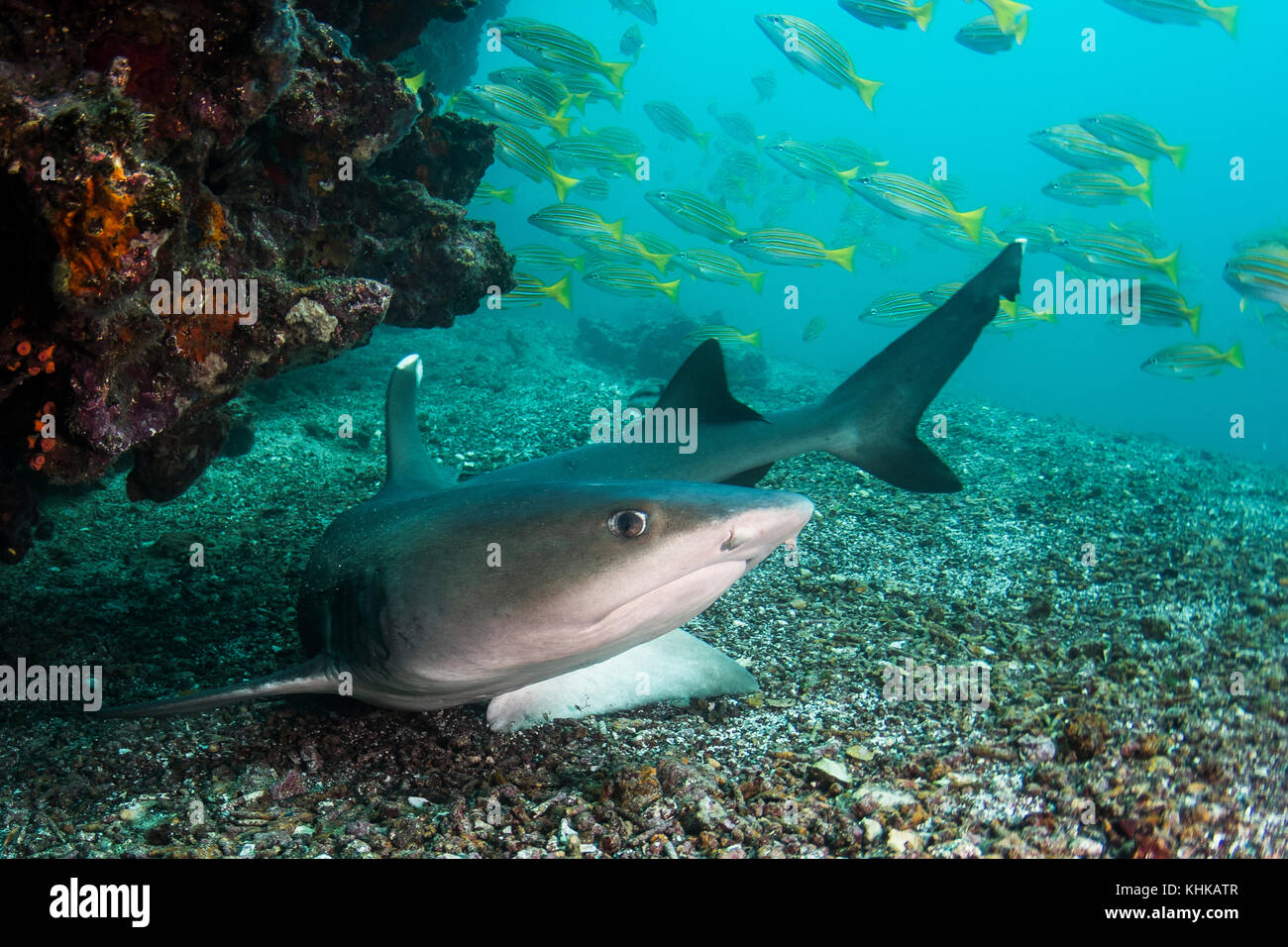 White-tip Reef Shark (Triaenodon obesus), Rabida Island, Galapagos Islands, Ecuador Stock Photo ...
