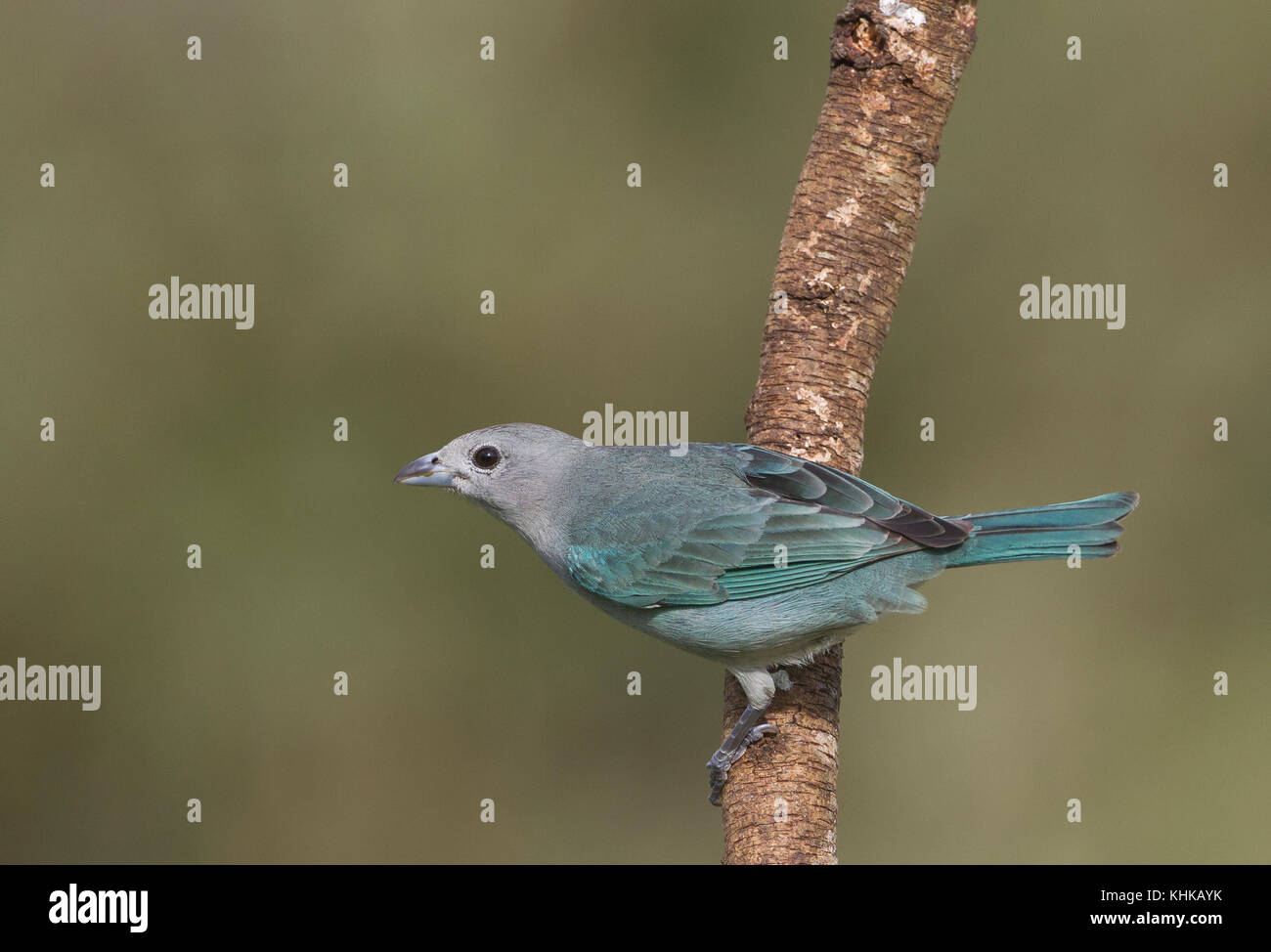Sayaca Tanager (Thraupis sayaca), Corrientes, Argentina Stock Photo - Alamy