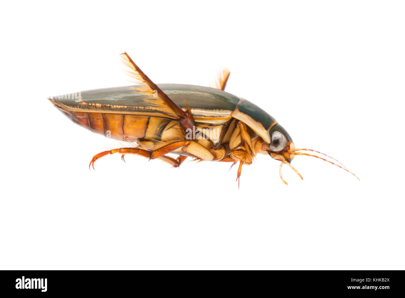 Diving Beetle (Dytiscus dimidiatus) male, Herkenbosch, Netherlands ...