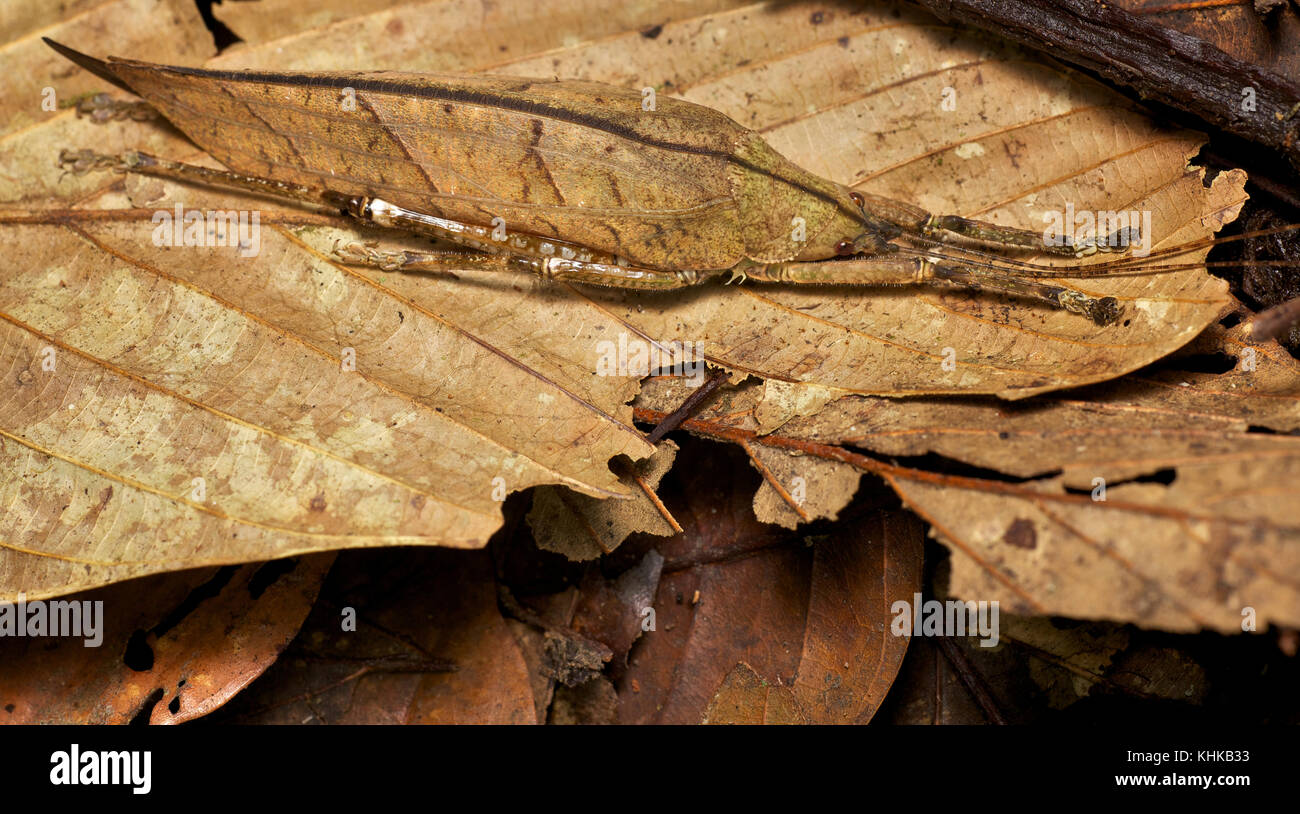 Dead Leaf Katydid (Orophus tessellatus), Bukit Barisan Selatan National ...