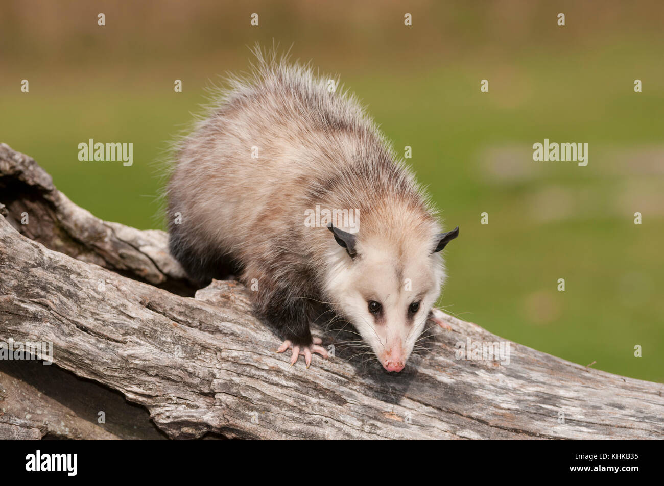 Virginia Opossum (Didelphis virginiana), Howell Nature Center, Michigan ...