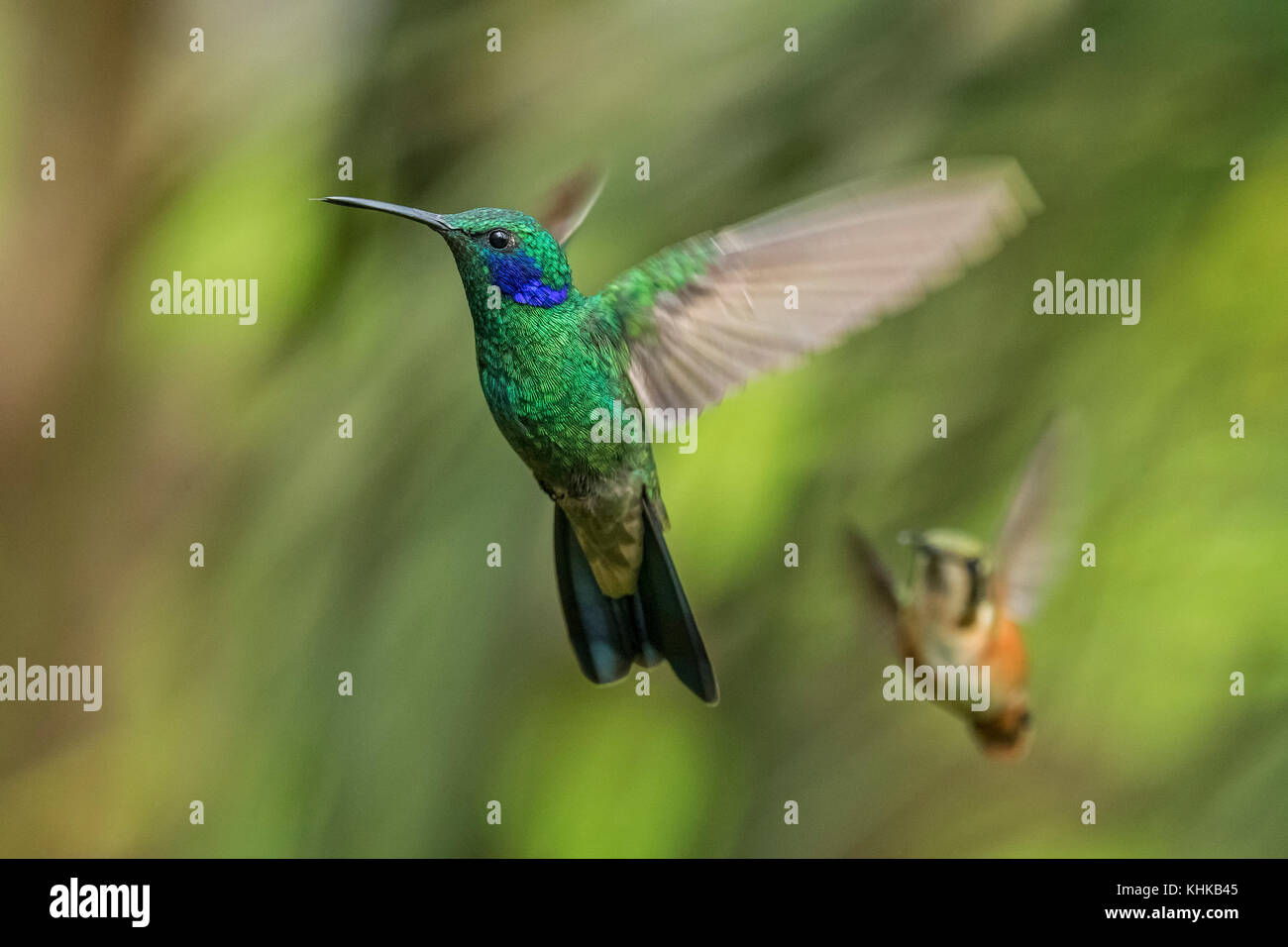 Green Violet-ear (Colibri thalassinus) and female Amethyst Woodstar ...