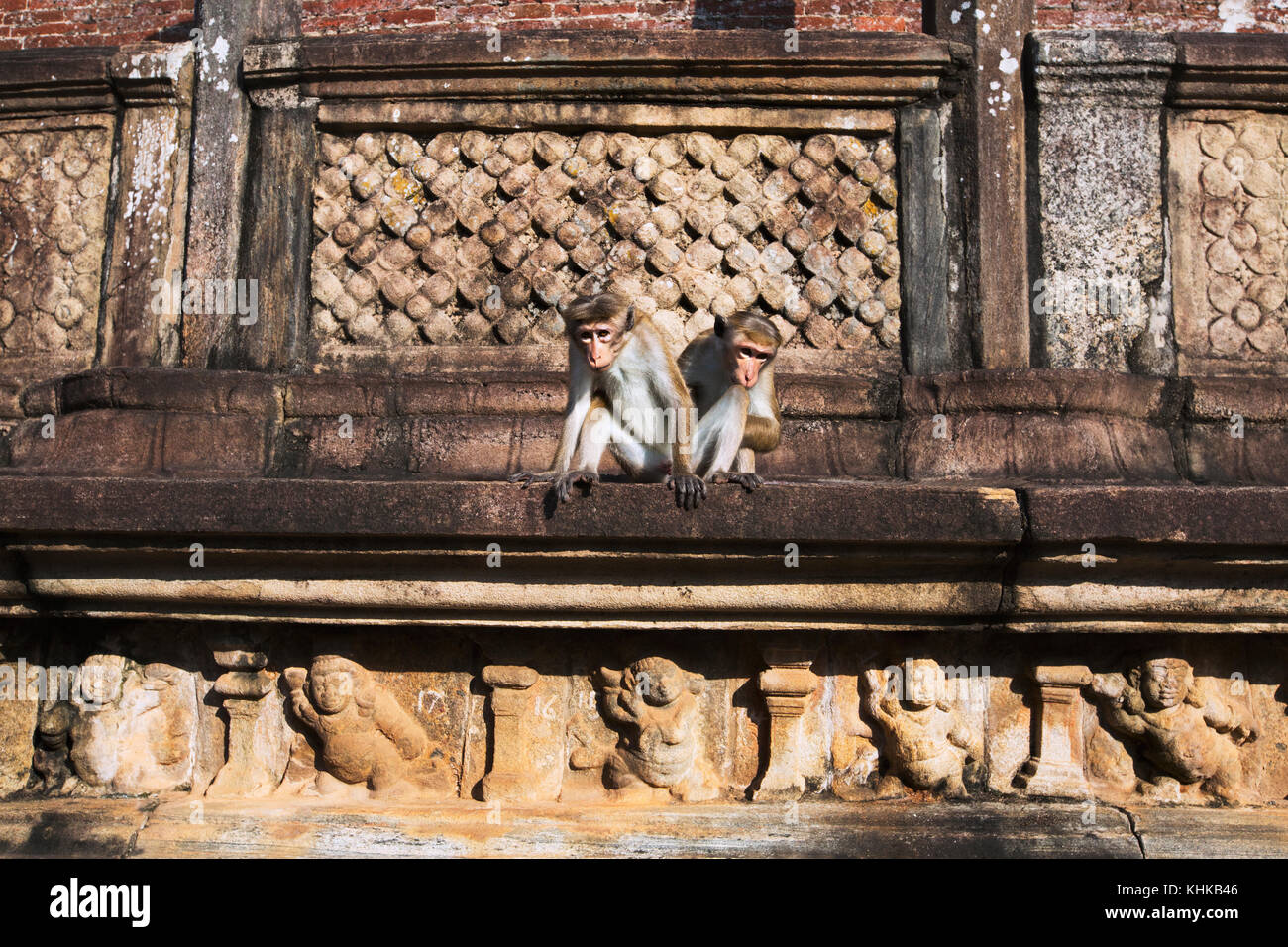 Toque Macaque (Macaca sinica) pair on ancient ruins, Polonnaruwa, Sri ...