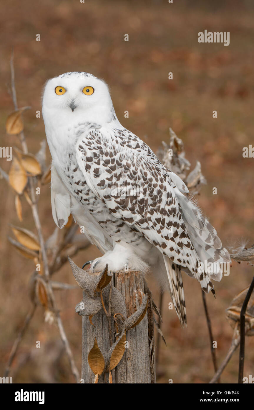 Snowy Owl (Nyctea scandiaca) female, Howell Nature Center, Michigan ...
