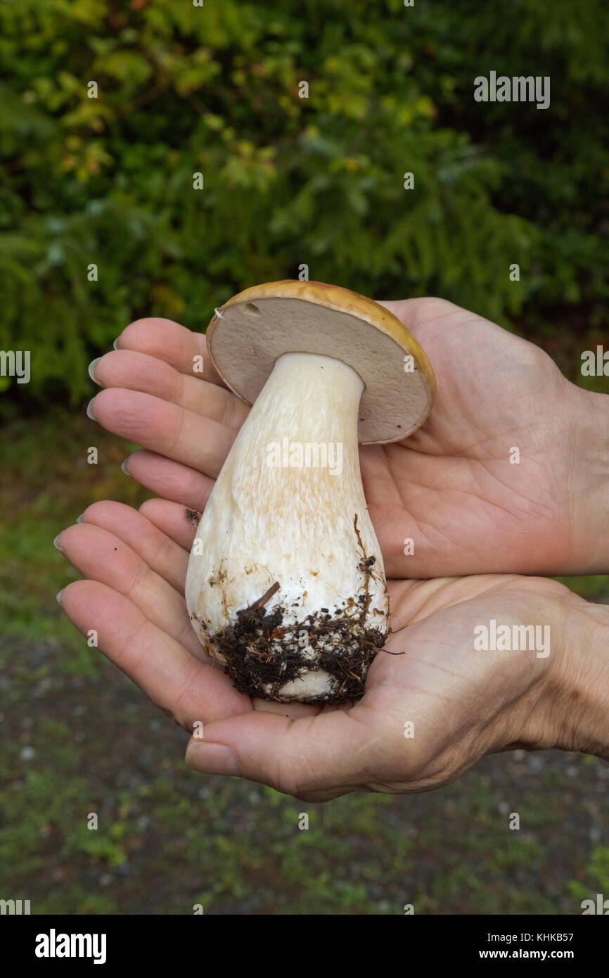 "King Bolete (Boletus edulis) mushroom held by mushroom gatherer ...