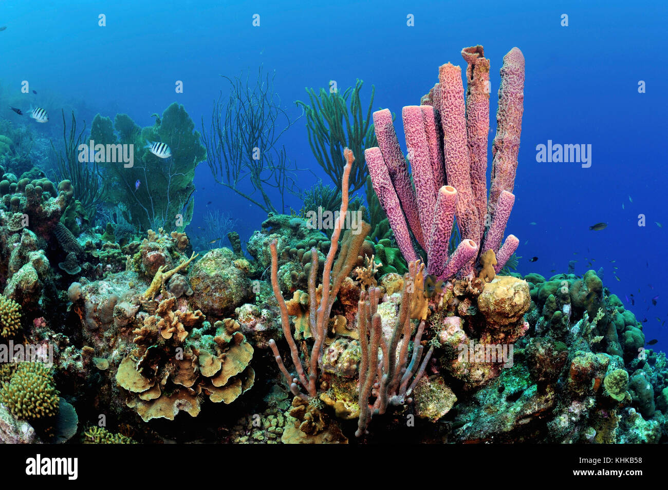 Stove Pipe Sponge (Aplysina archeri) in coral reef, Bonaire, Caribbean ...