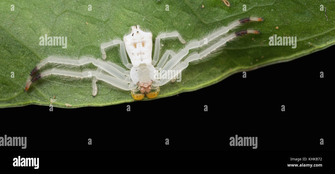 Crab Spider (Thomisidae), Udzungwa Mountains National Park, Tanzania ...