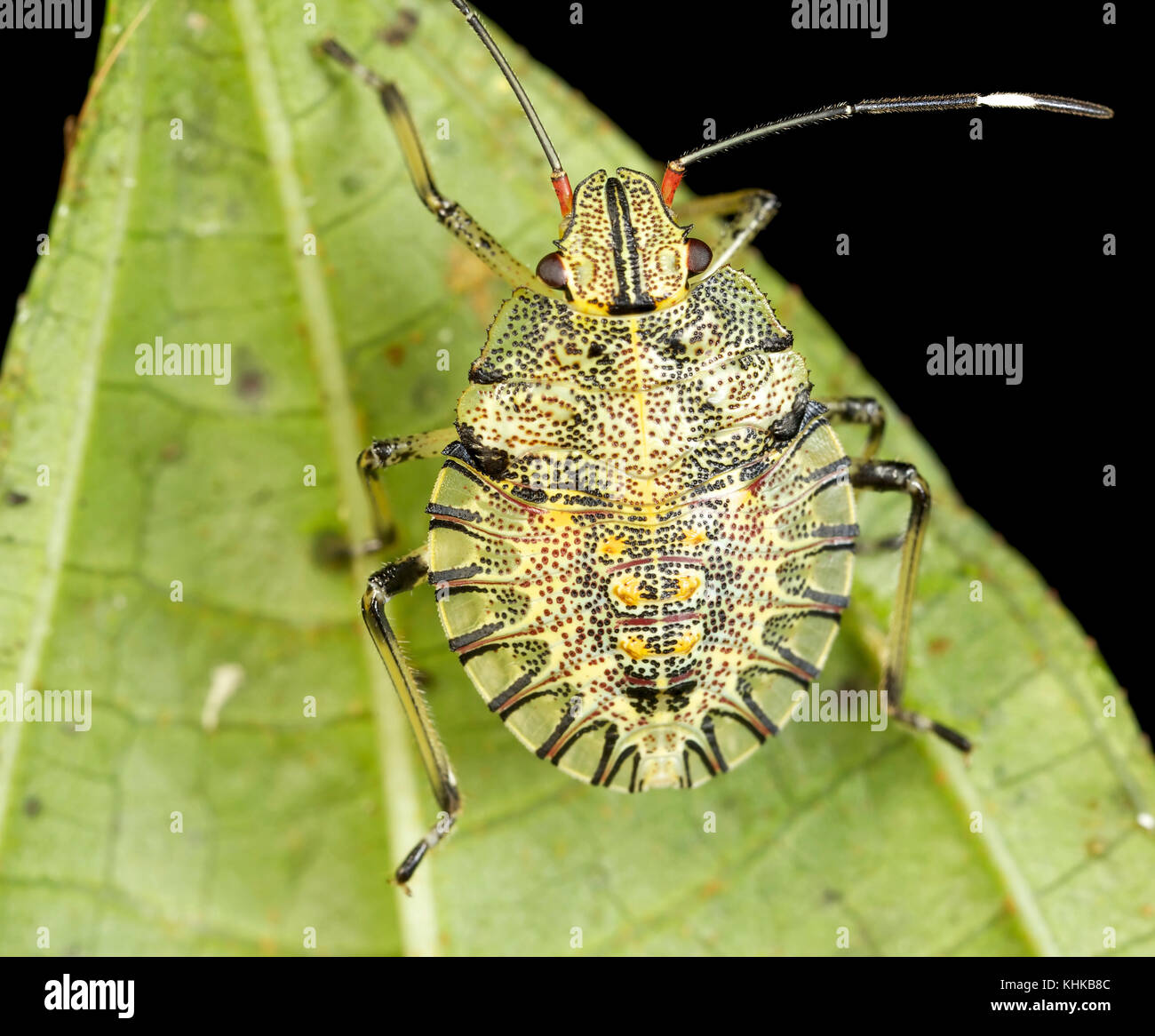 Stink Bug (Pentatomidae), Mindo, Ecuador Stock Photo - Alamy