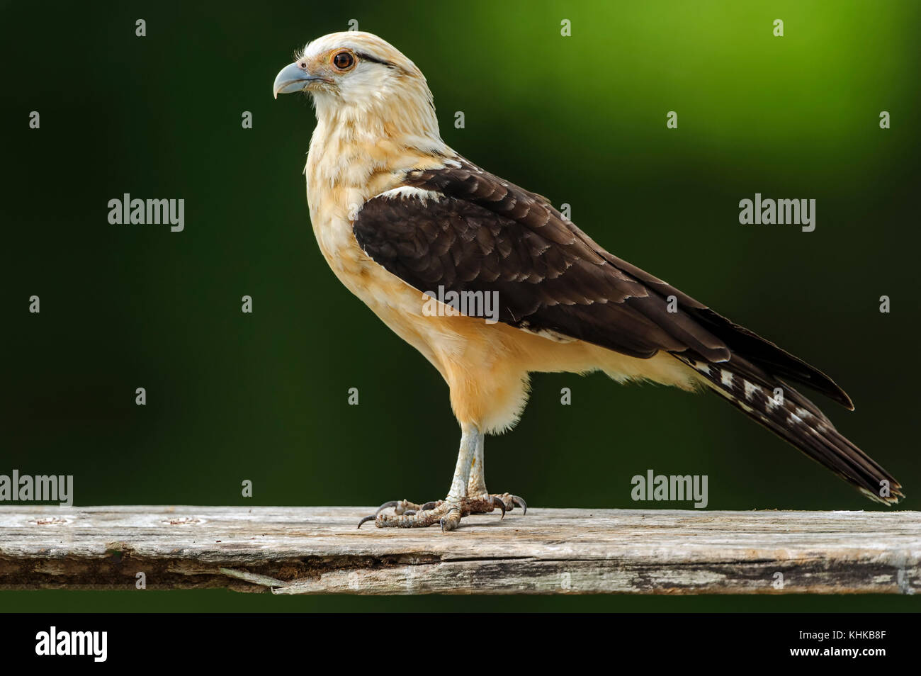 Yellow-headed Caracara (Milvago chimachima), Mamiraua Reserve, Amazon ...