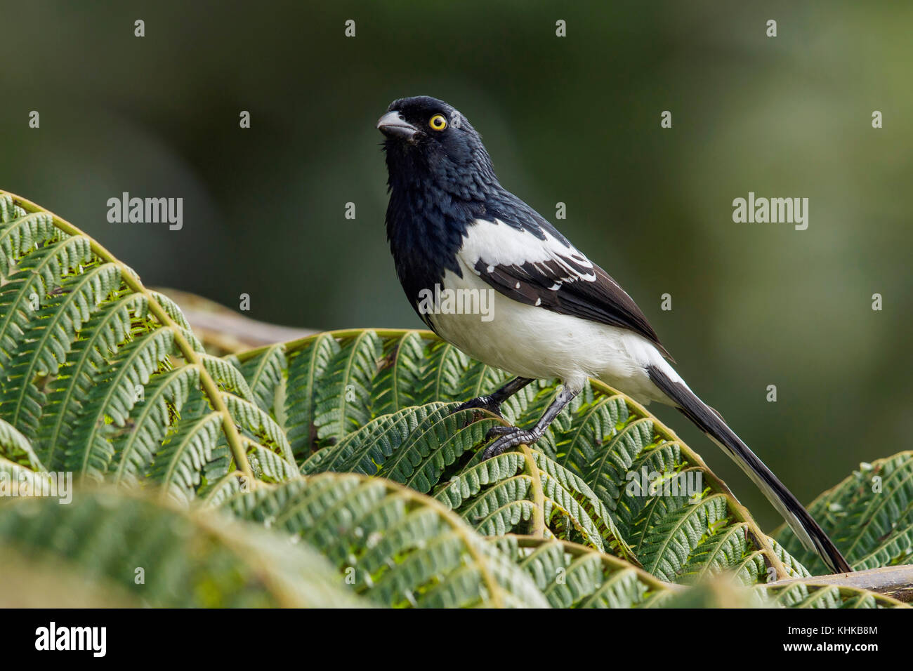 Magpie Tanager (Cissopis leverianus), Atlantic Rainforest, Brazil Stock ...