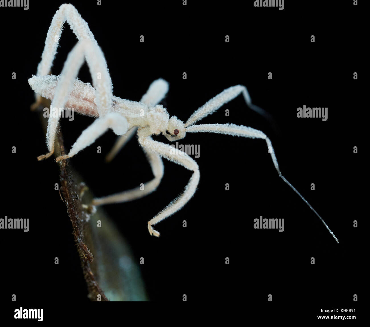 Assassin Bug (Reduviidae), fungus mimic, nymph, La Amistad ...