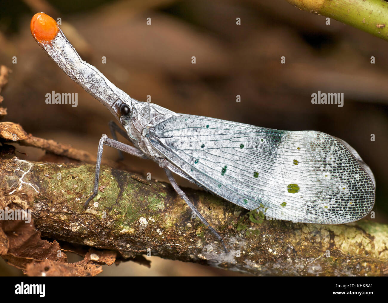 Lantern Fly (Pyrops ruehli), Gunung Leuser National Park, Sumatra ...