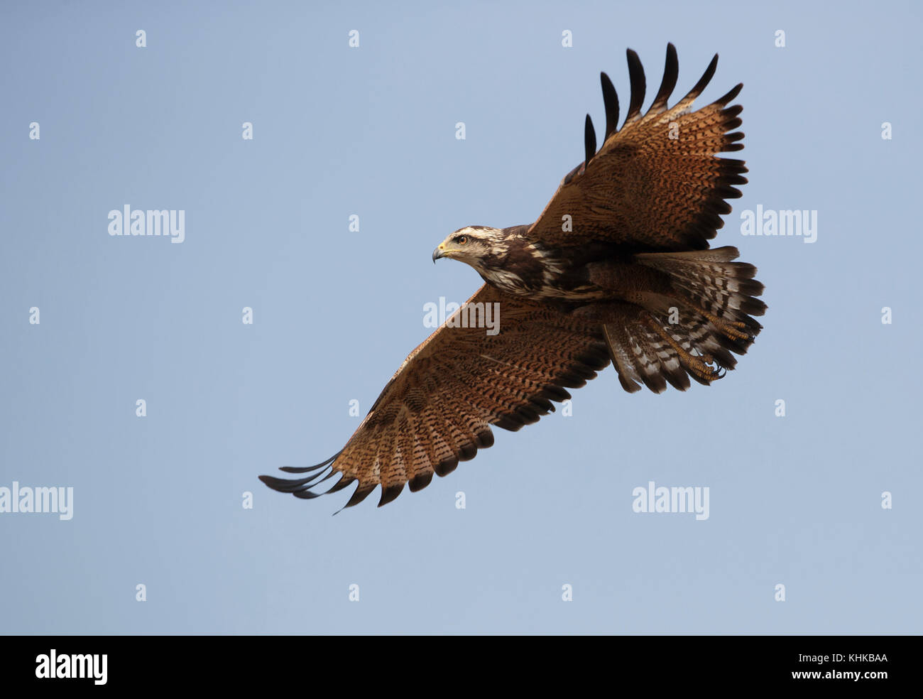 "Savannah Hawk (Buteogallus meridionalis) juvenile flying, Pantanal ...