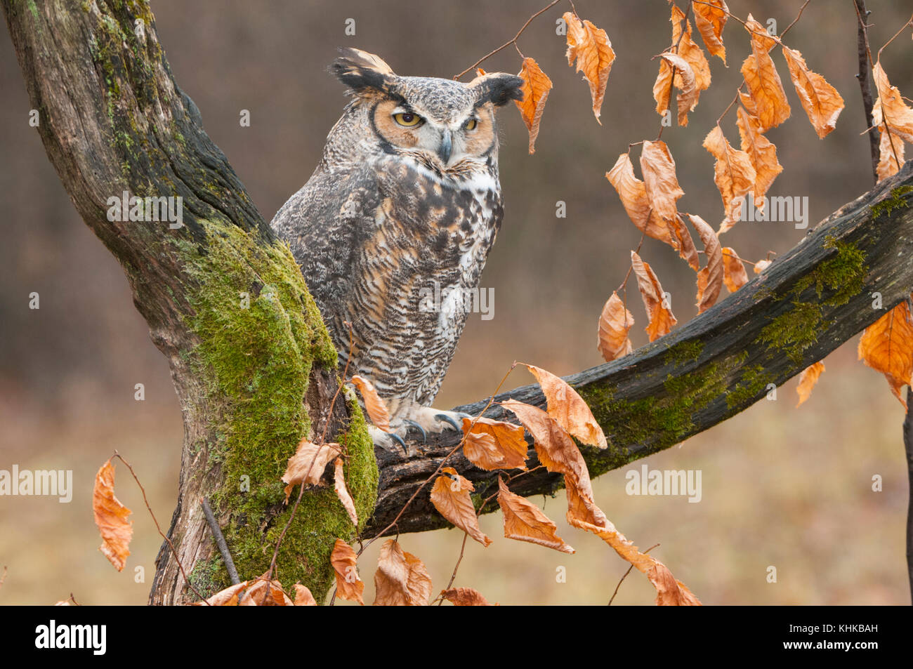 Great Horned Owl (Bubo virginianus), Howell Nature Center, Michigan ...