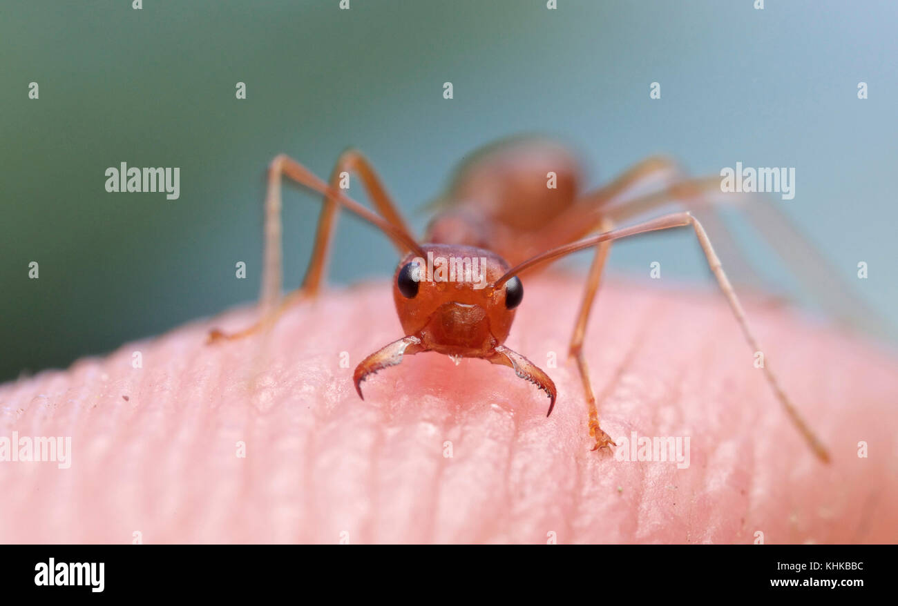 Green Tree Ant (Oecophylla smaragdina) on finger, Angkor Wat, Cambodia ...