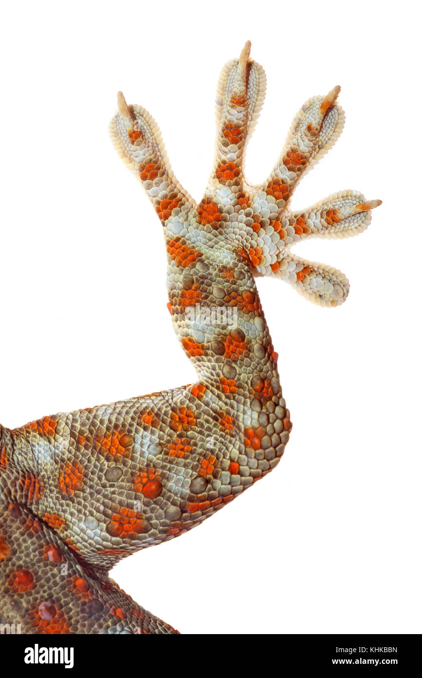 Tokay Gecko (Gecko gecko) foot, Thailand Stock Photo - Alamy