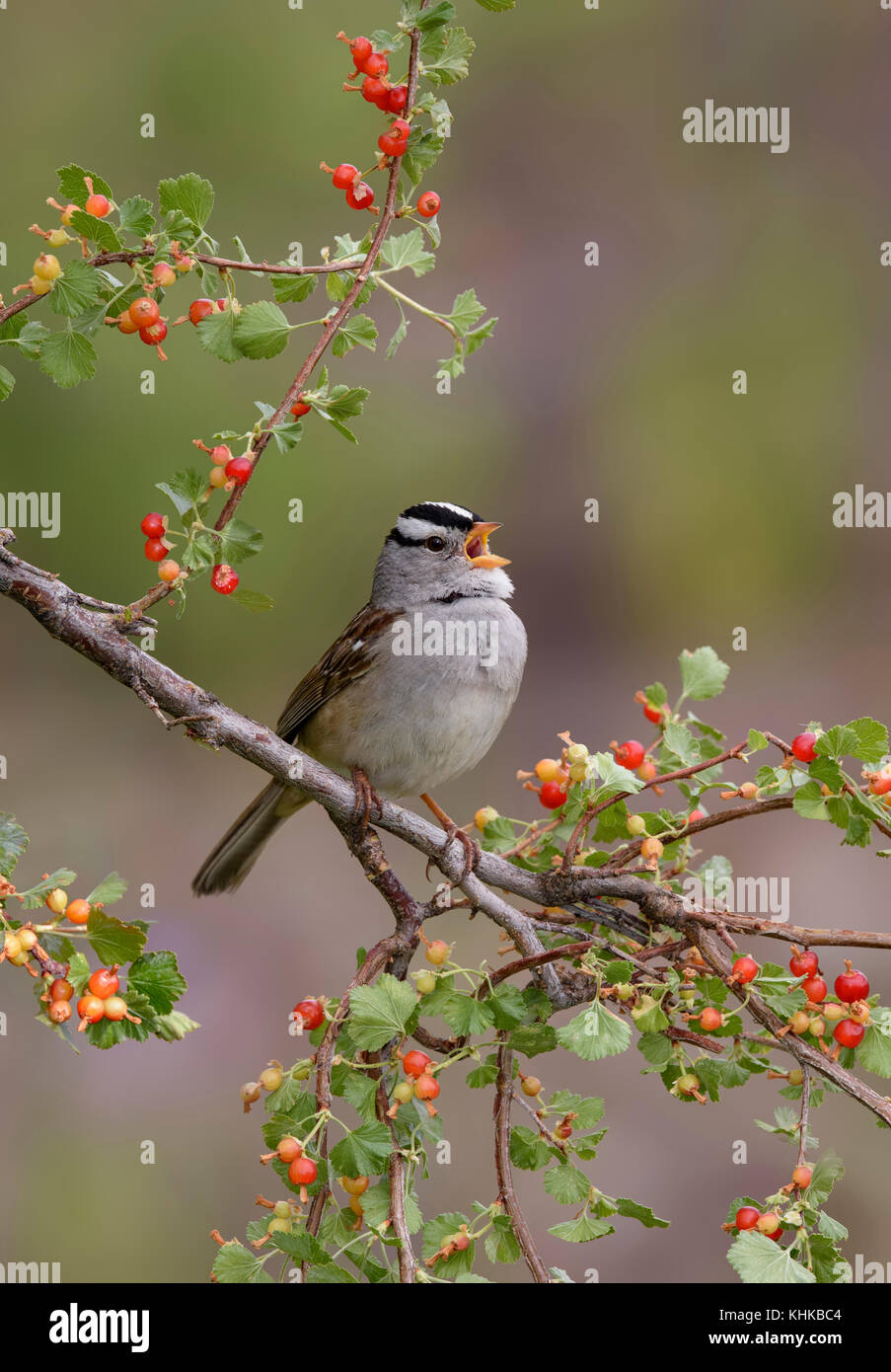 White-crowned Sparrow (Zonotrichia leucophrys) calling, British ...