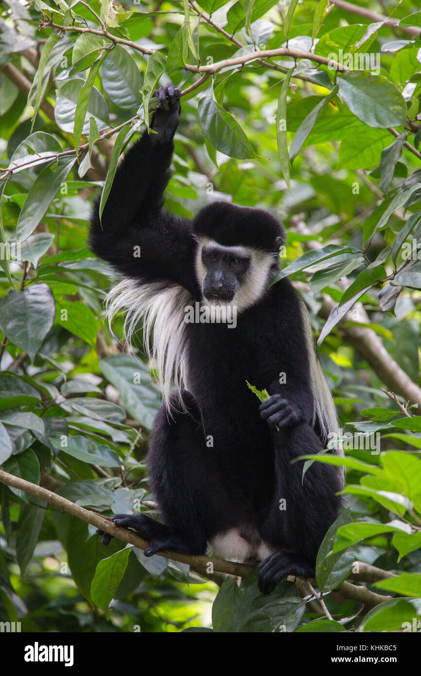 Mantled Colobus (Colobus guereza), native to Africa Stock Photo - Alamy