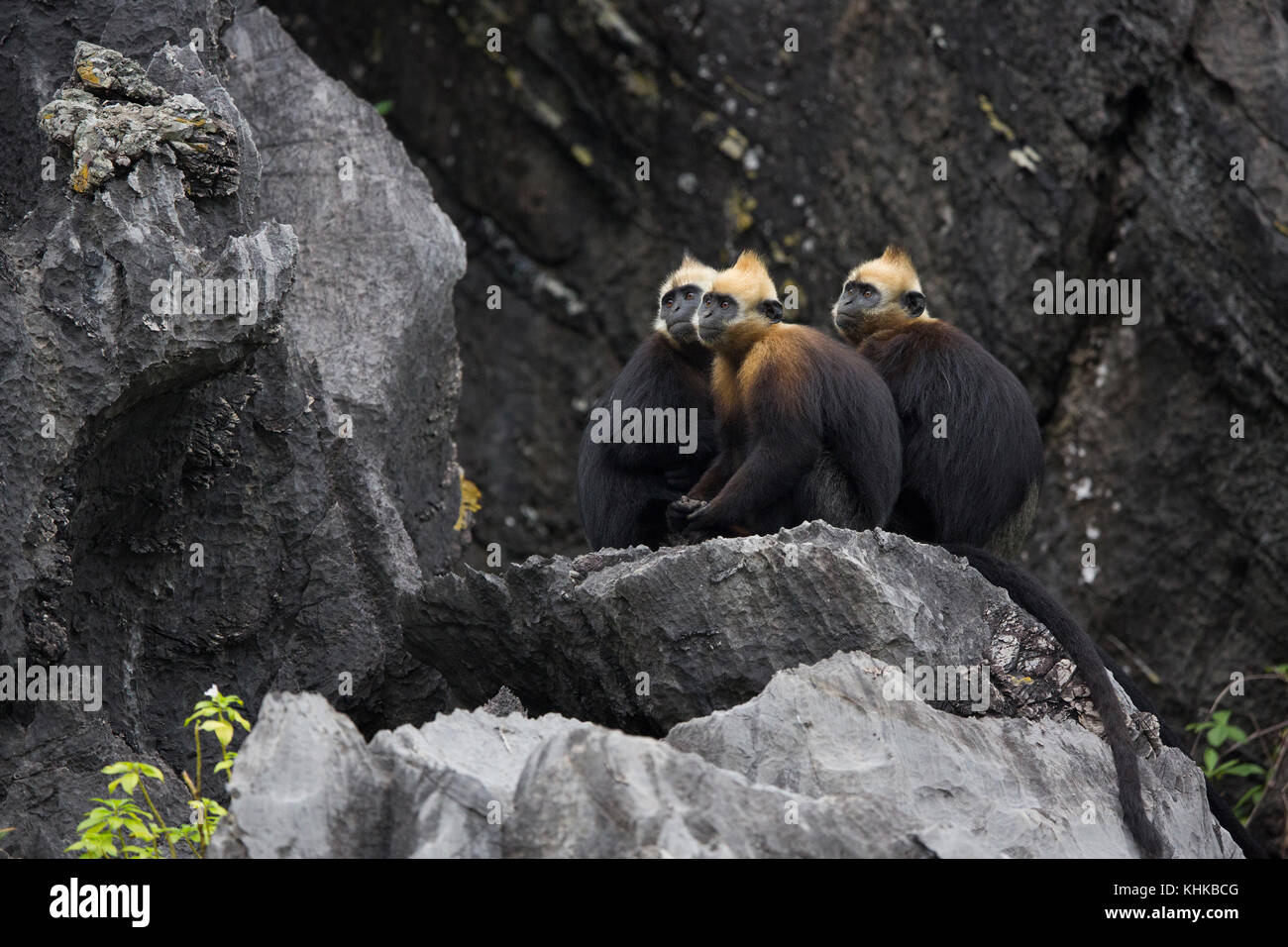 Cat Ba Langur (Trachypithecus poliocephalus poliocephalus) females, Ha ...