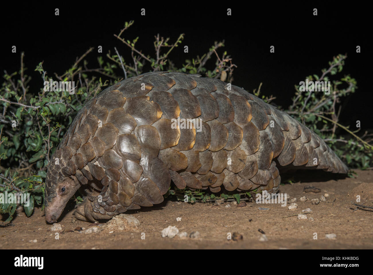 Cape Pangolin (Manis temminckii) at night, Limpopo, South Africa Stock ...