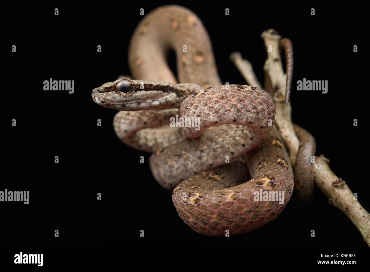 Painted Mock Viper (Psammodynastes pictus), Tanjung Puting National ...