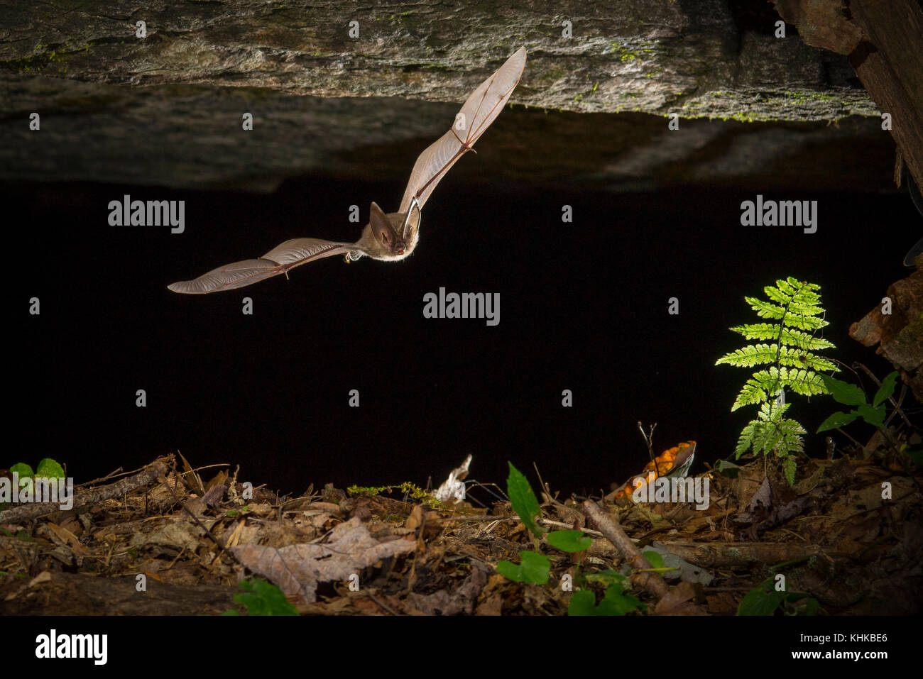 Townsend's Big-eared Bat (Corynorhinus townsendii) emerging from cave ...