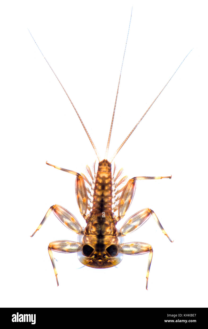 Captive wildlife Cut Out Stock Images & Pictures - Alamy