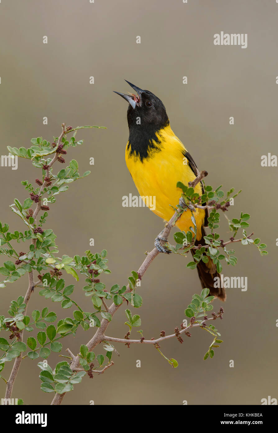 Audubon's Oriole (Icterus graduacauda) calling, Texas Stock Photo - Alamy