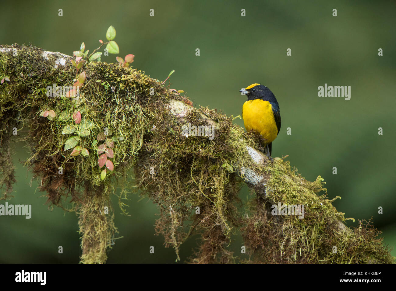 Orange-bellied Euphonia (Euphonia xanthogaster), western slope of Andes ...