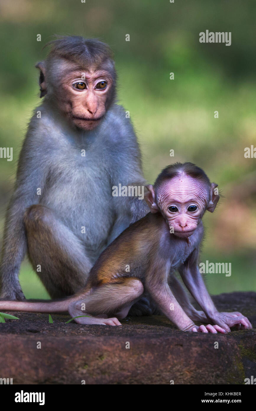 Toque Macaque (Macaca sinica) juvenile and young, Polonnaruwa, Sri ...