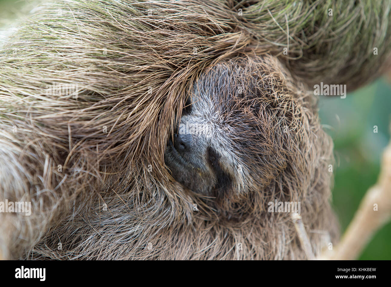 Pygmy Three-toed Sloth (Bradypus pygmaeus) mother and three month old ...
