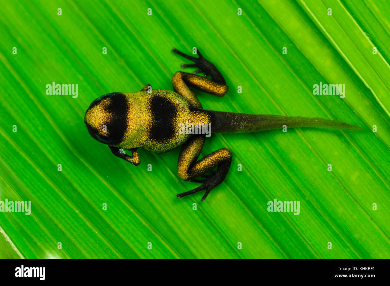 Red-banded Poison Frog (Dendrobates lehmanni) froglet with tadpole tail ...