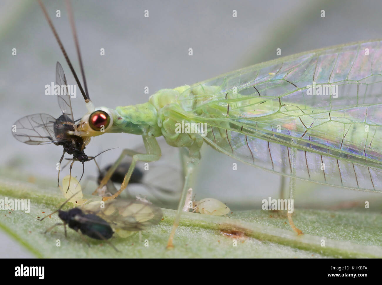 Green Lacewing (Chrysopidae) with aphid prey, British Columbia, Canada Stock Photo - Alamy