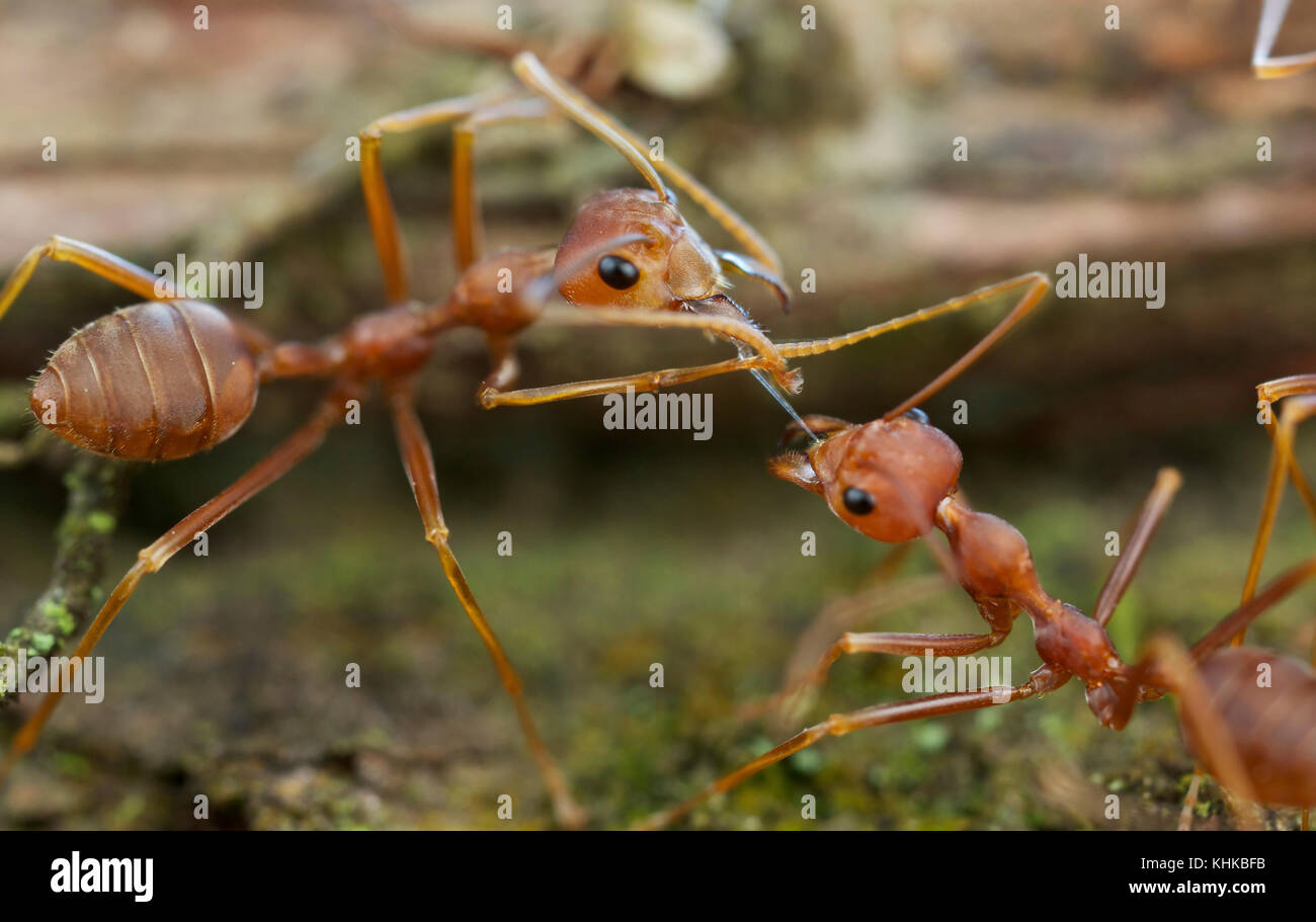 Green Tree Ant (Oecophylla smaragdina) pair exchanging food, Cat Tien ...