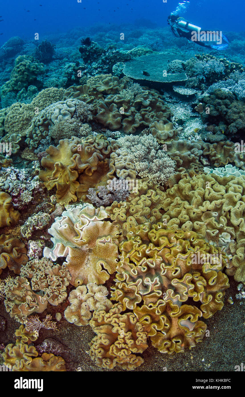 Coral reef and diver, Banda Sea, Indonesia Stock Photo - Alamy