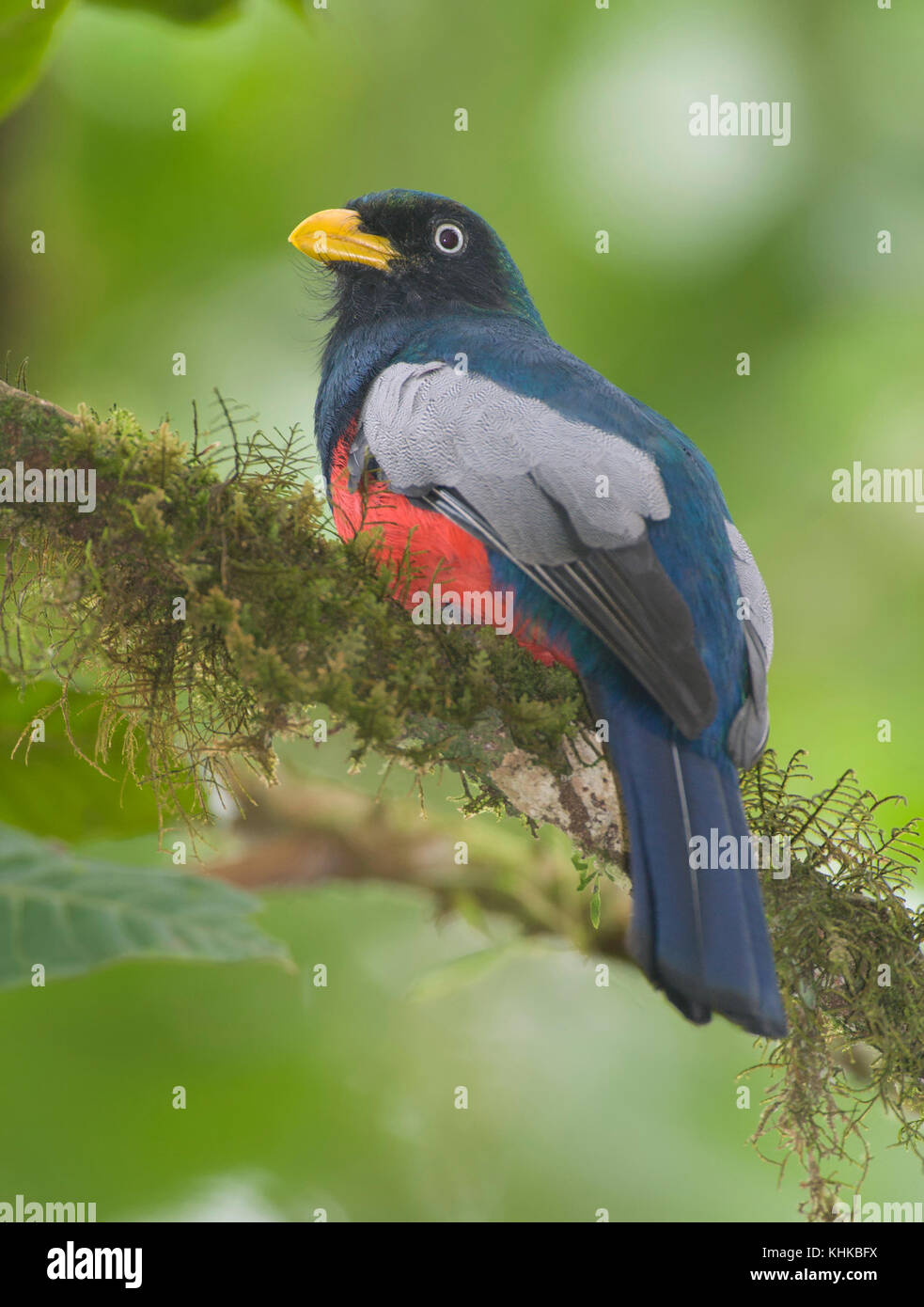 Choco Trogon (Trogon comptus) male, Rio Silanche Bird Sanctuary ...