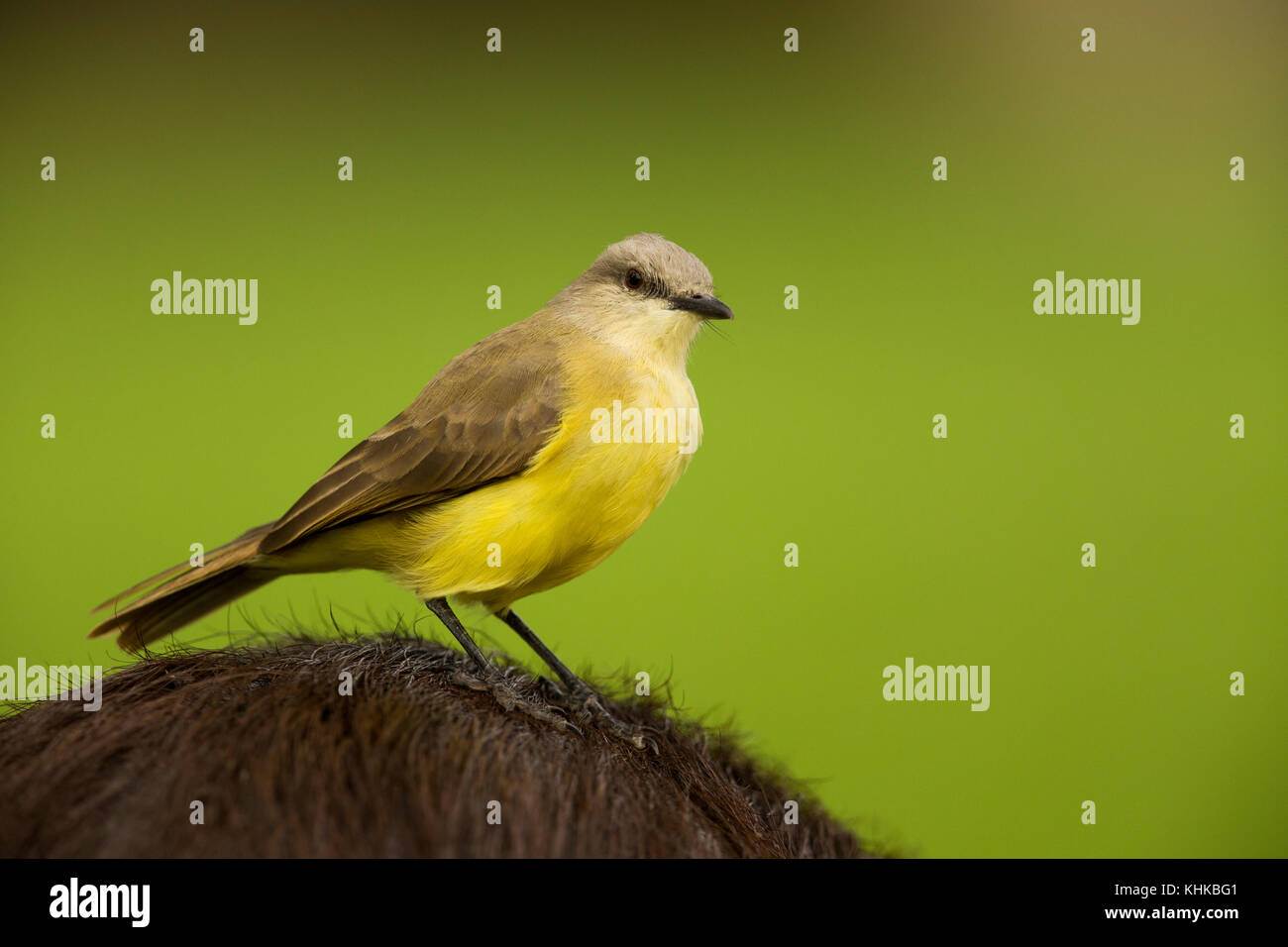 Cattle Tyrant (Machetornis rixosa) on Capybara (Hydrochoerus ...