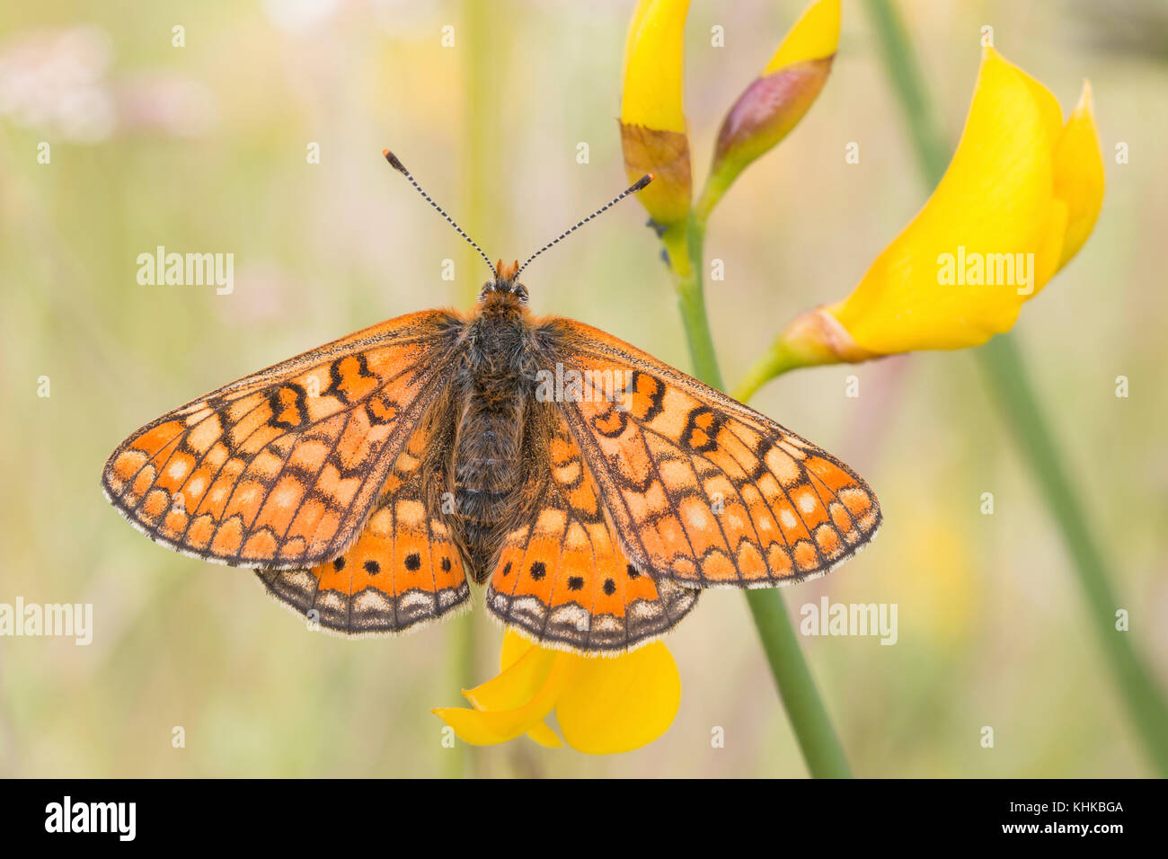 Marsh Fritillary (Euphydryas aurinia) butterfly, Dalmatia, Croatia ...