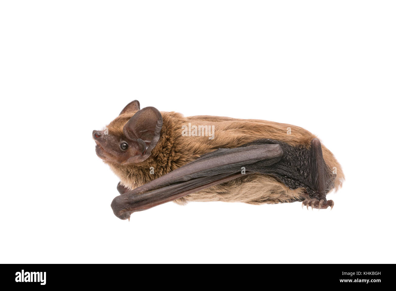 Leisler's Bat (Nyctalus leisleri), Eindhoven, Netherlands Stock Photo ...