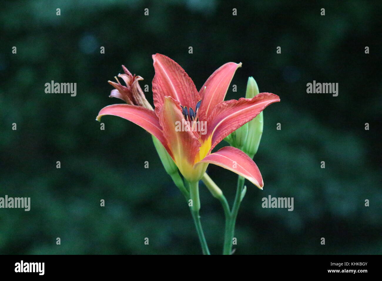 Red tiger lily hi-res stock photography and images - Alamy