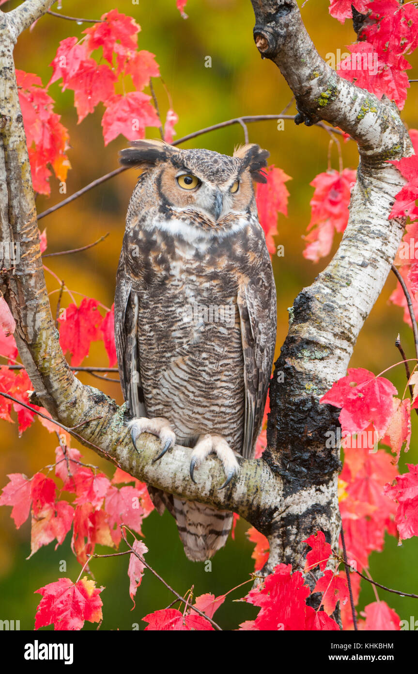 Great Horned Owl (Bubo virginianus), Howell Nature Center, Michigan ...