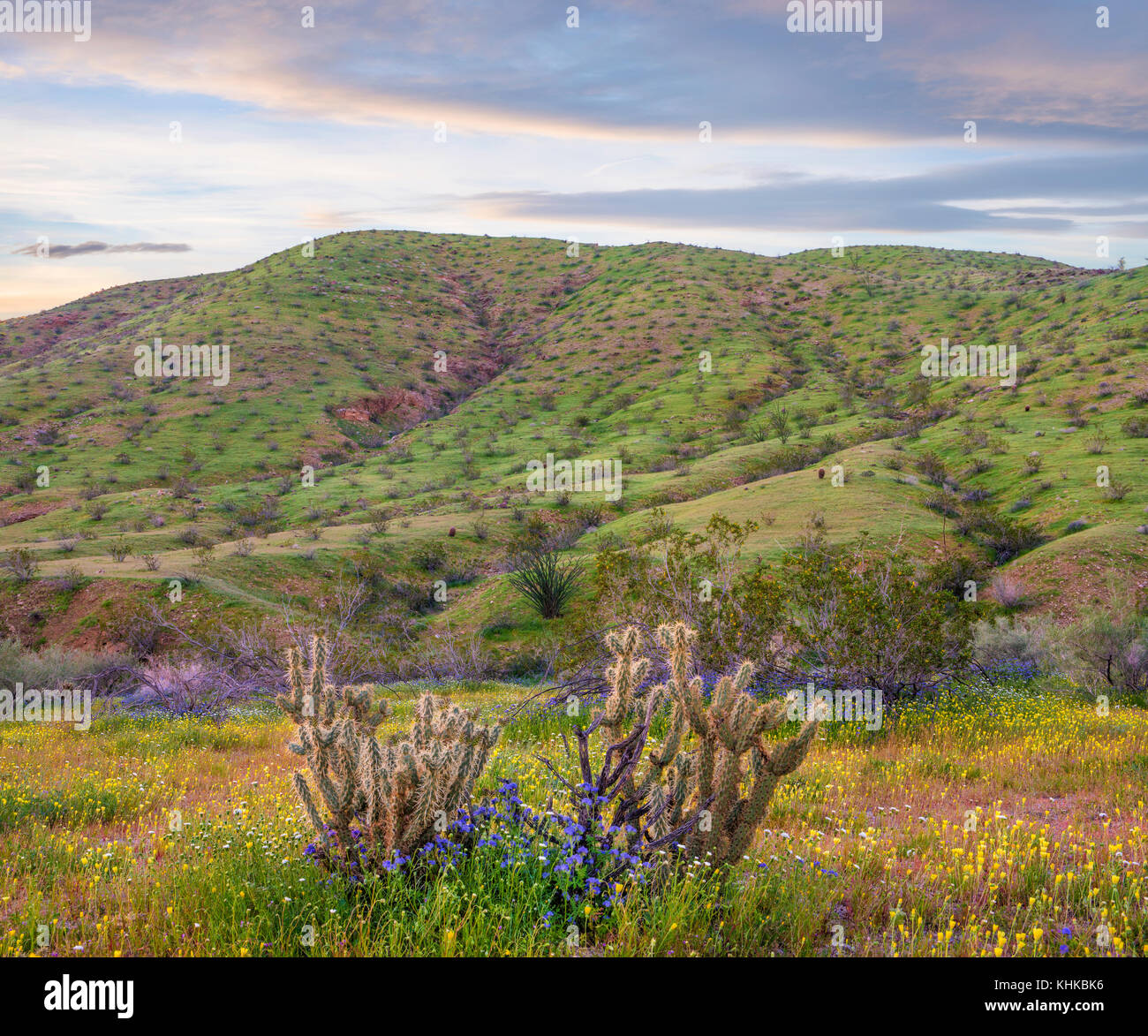 Desert Bluebell (Phacelia campanularia) flowers and Teddy Bear Cholla ...