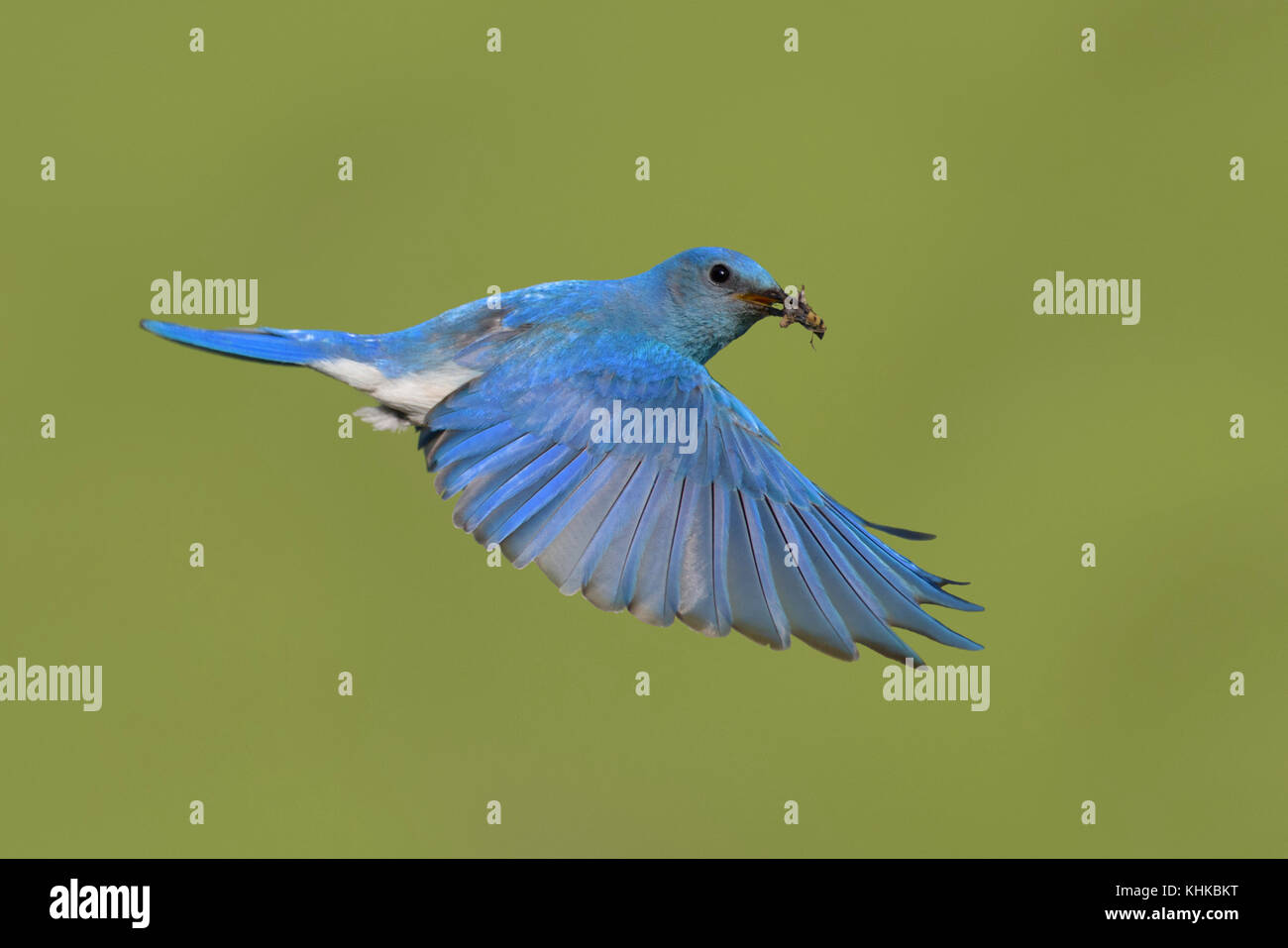 Mountain Bluebird (Sialia currucoides) male flying with insect prey ...