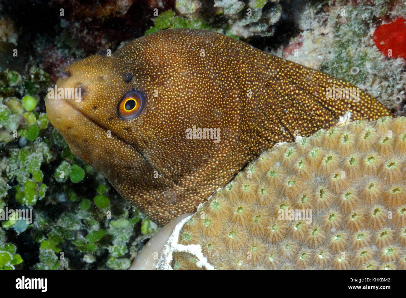 Moray Eel (Muraenidae), Dominican Republic, Caribbean Stock Photo - Alamy