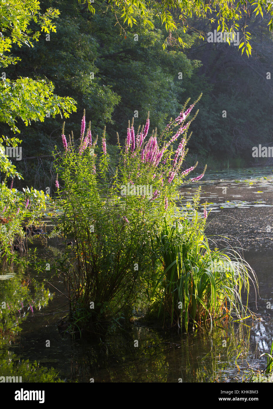 Purple Loosestrife (Lythrum salicaria), invasive plant flowering in ...